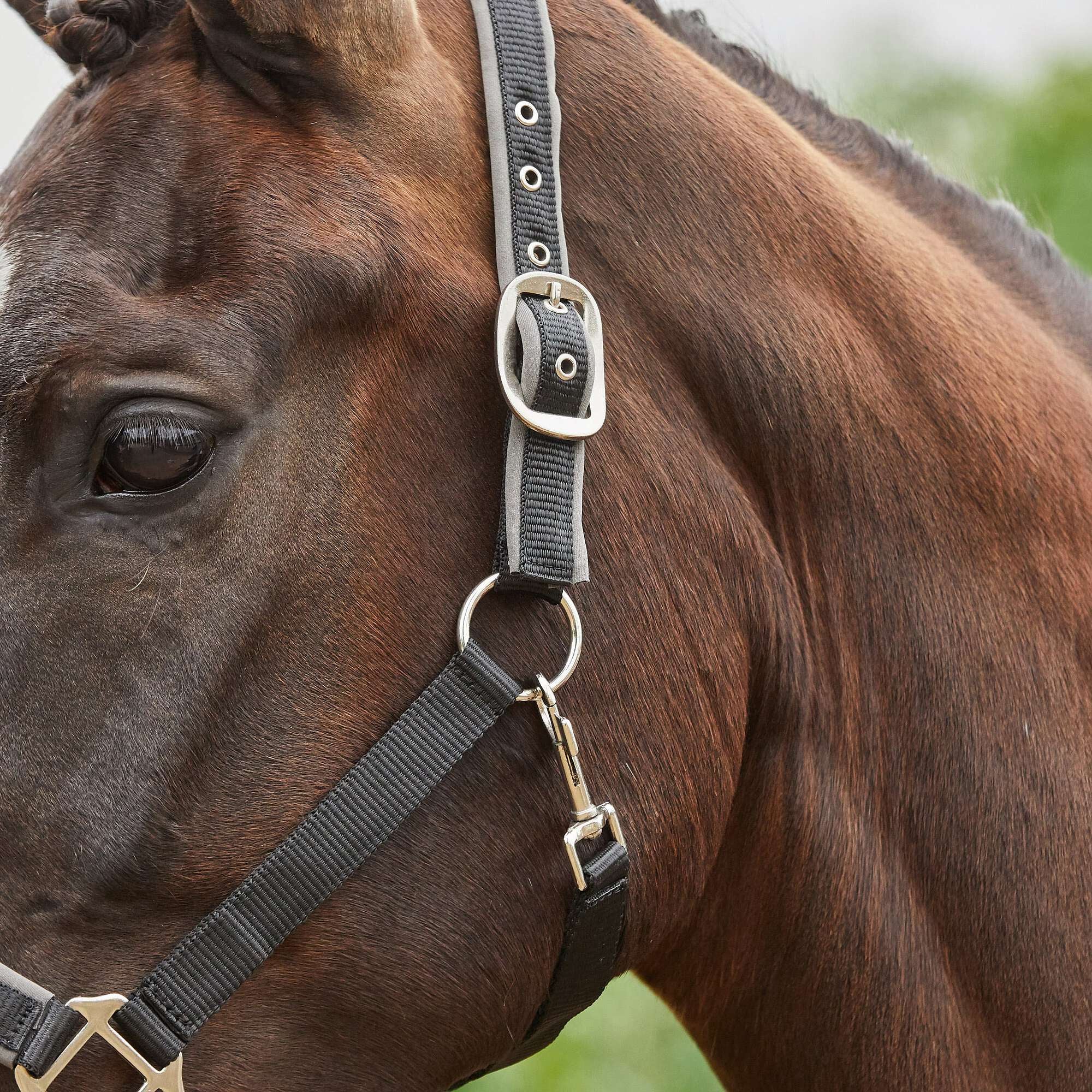 Tough 1 Neoprene Padded Adjustable Nylon Halter - Riding Warehouse