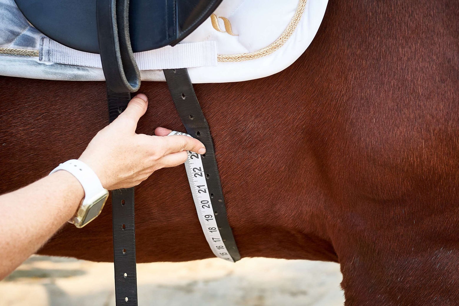 How to Measure, Size, and Fit a Dressage Girth | Riding Warehouse