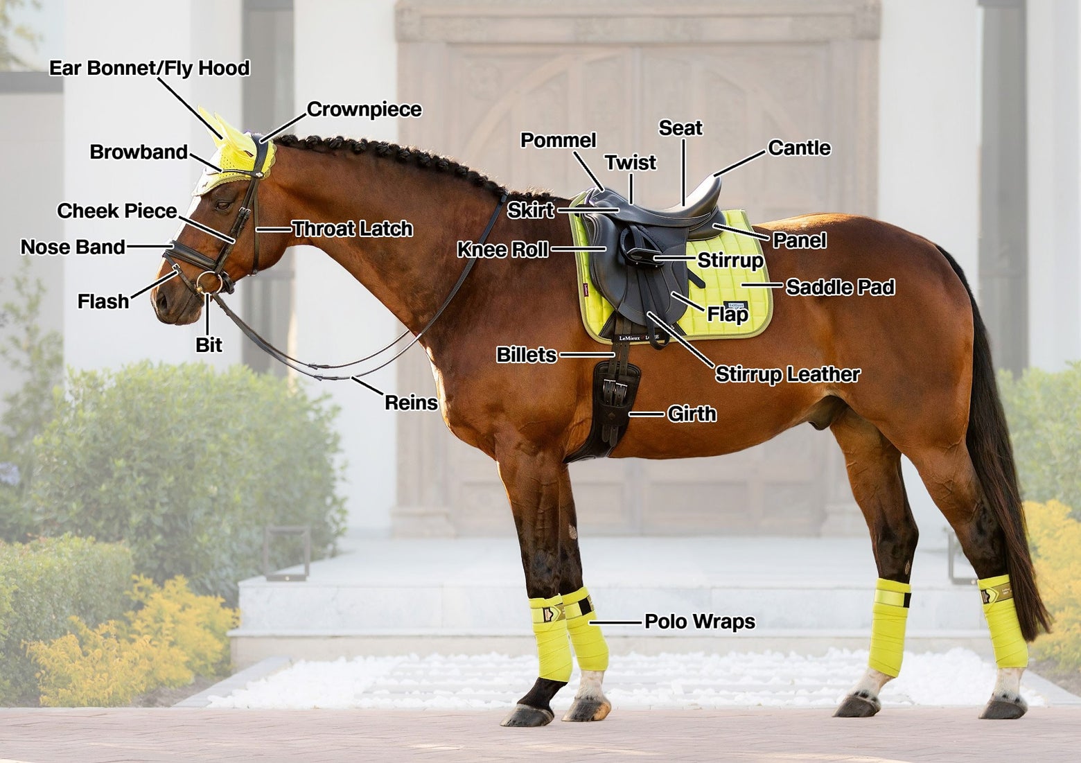 Horse Tack Vocabulary Terms | Riding Warehouse