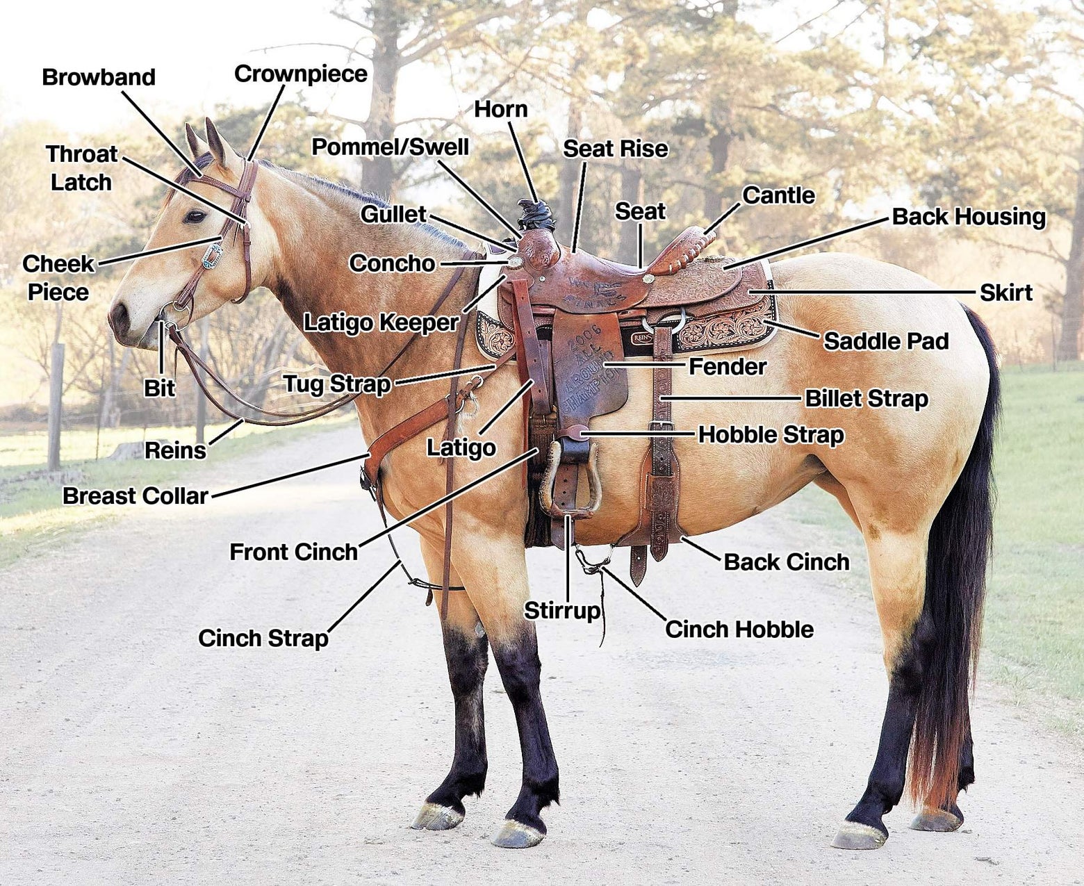 Horse Tack Vocabulary Terms | Riding Warehouse