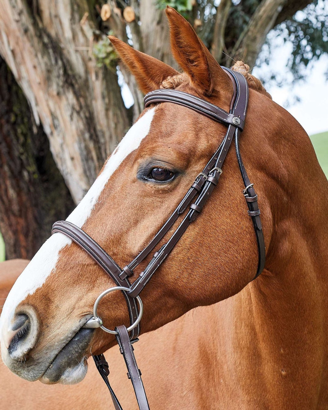How to Choose the Best Bridle for Your Horse | Riding Warehouse