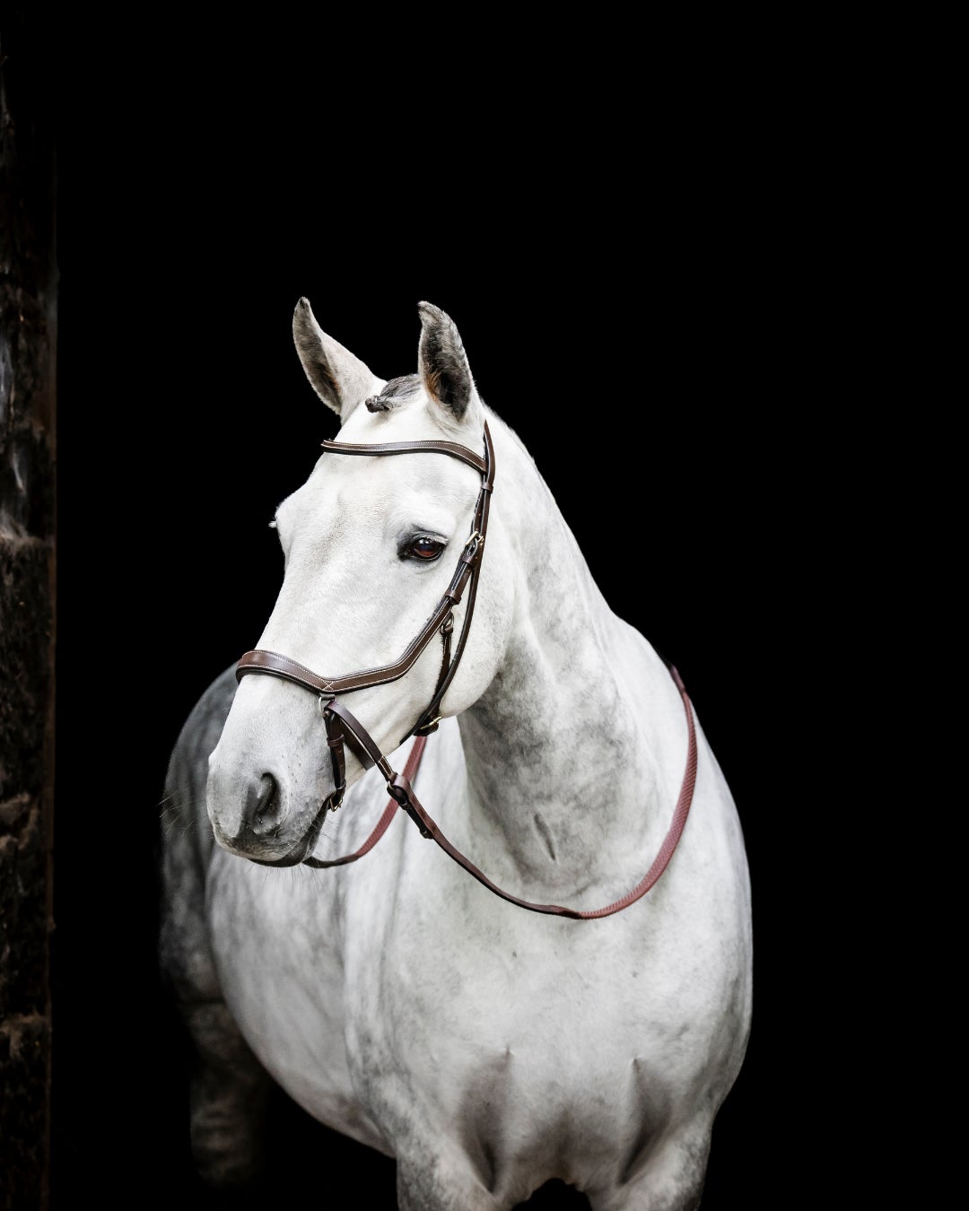 How to Choose the Best Bridle for Your Horse | Riding Warehouse