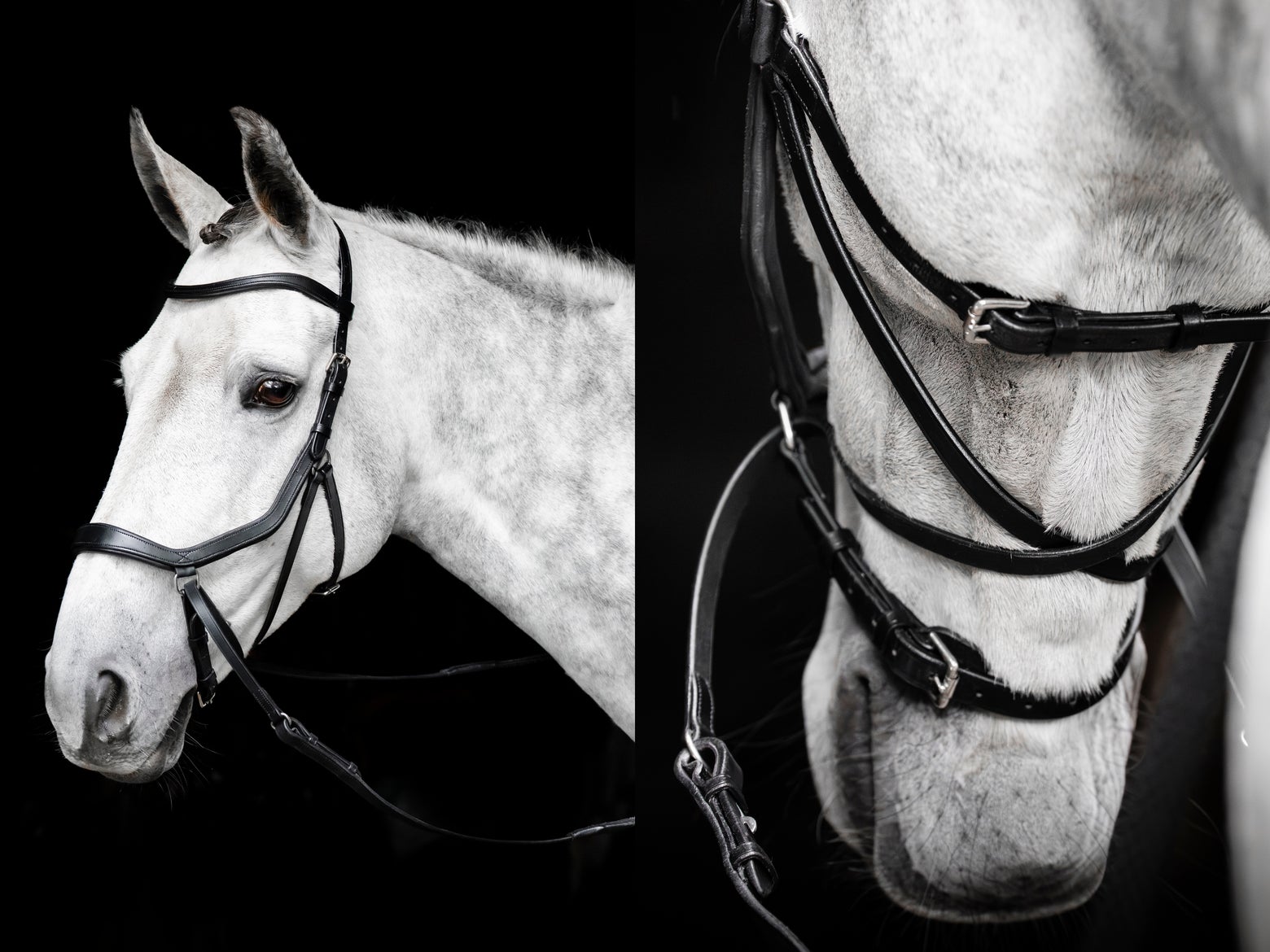 Micklem Bridles Buying Guide | Riding Warehouse