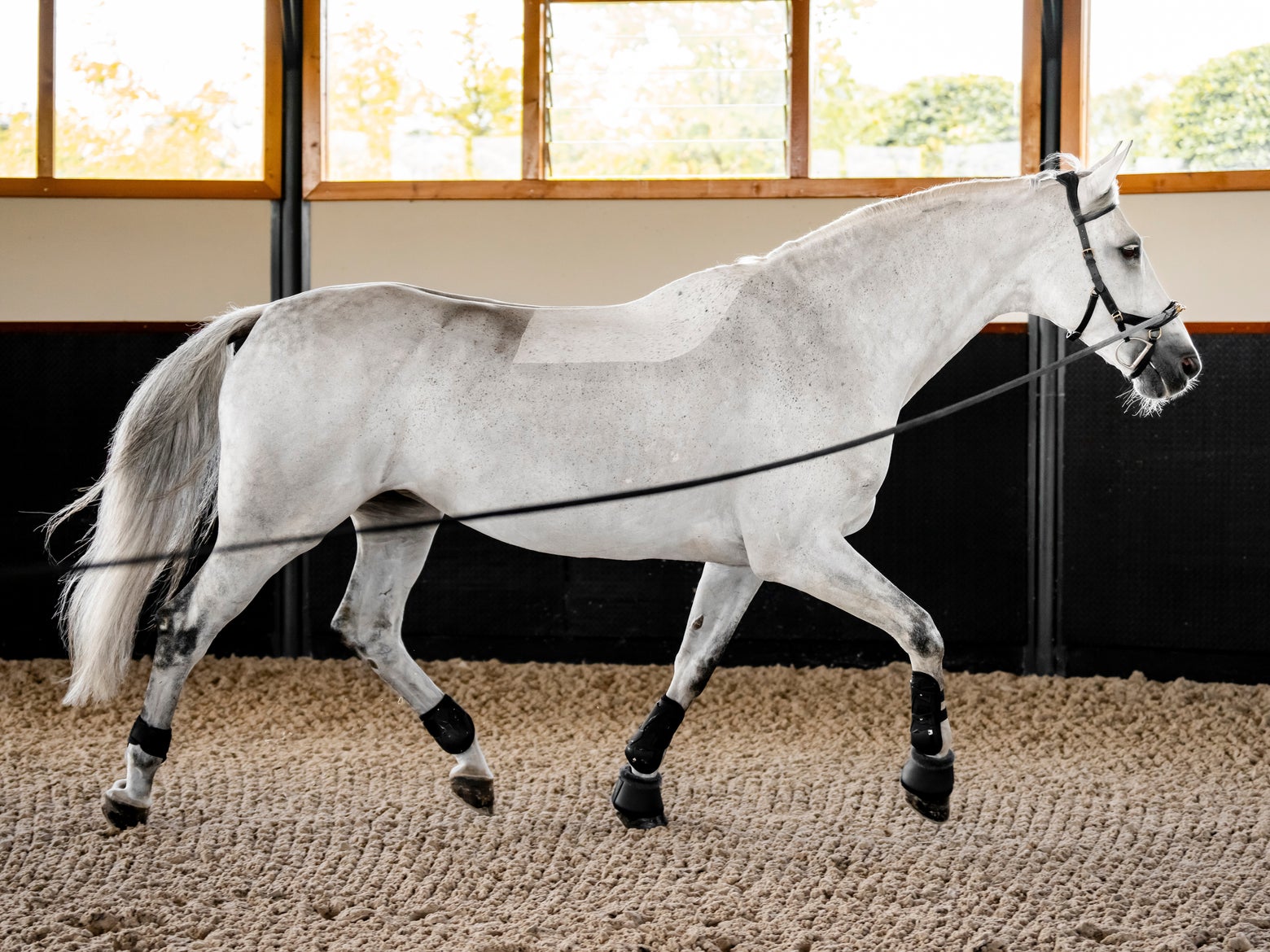 Micklem Bridles Buying Guide | Riding Warehouse