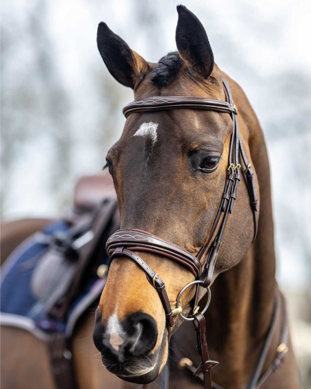 How to Choose the Best Bridle for Your Horse | Riding Warehouse