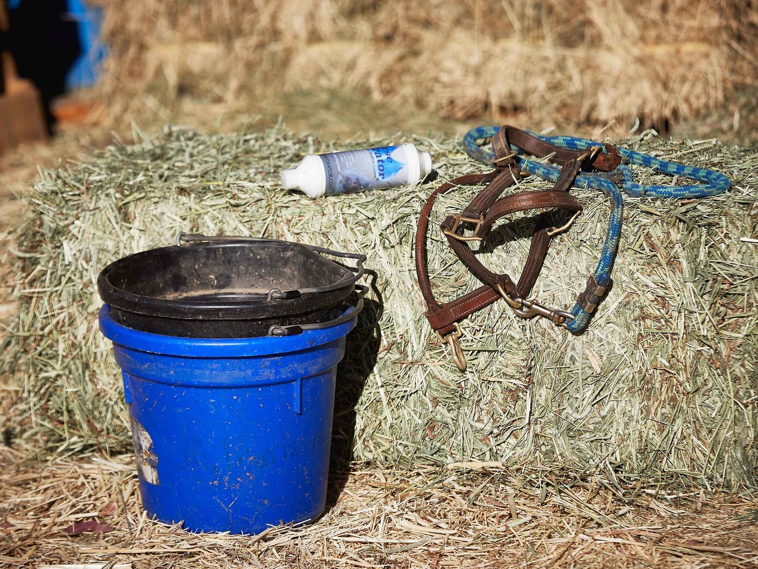 Horse Feeder Guide: Types, Feeding methods, & Expert Tips | Riding ...