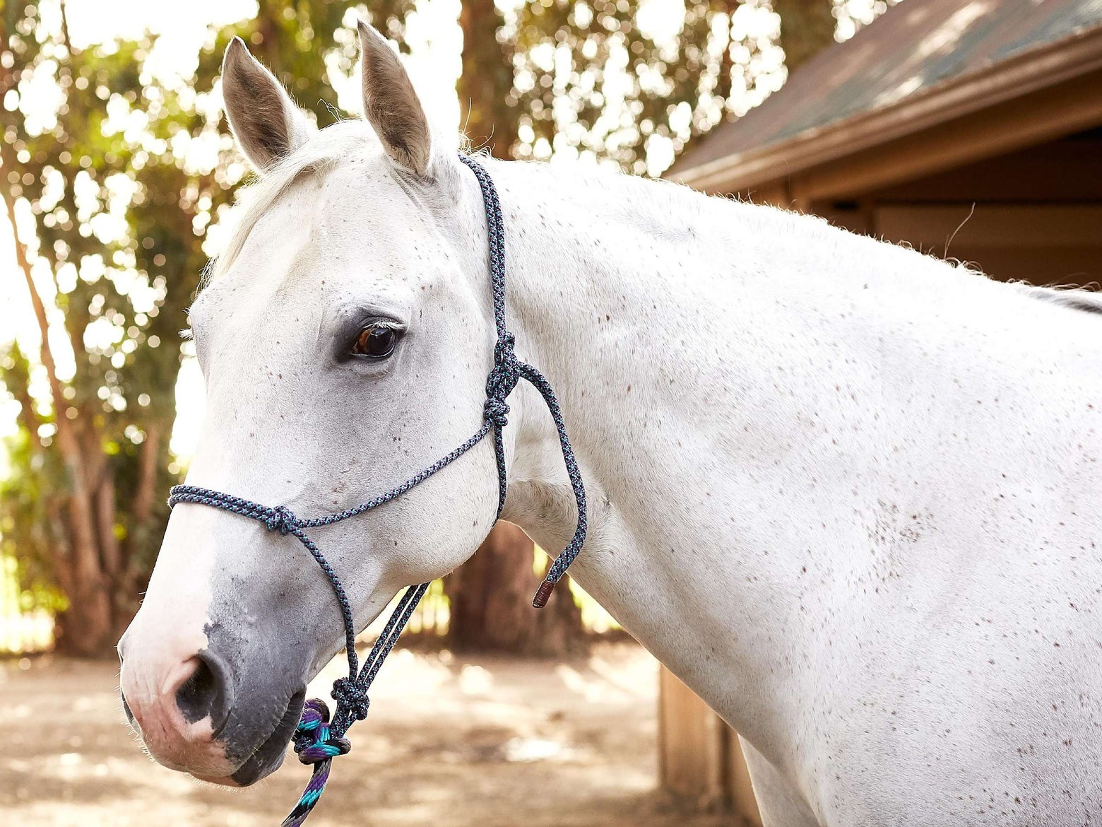 How to Tie, Fit, & Adjust a Rope Halter | Riding Warehouse