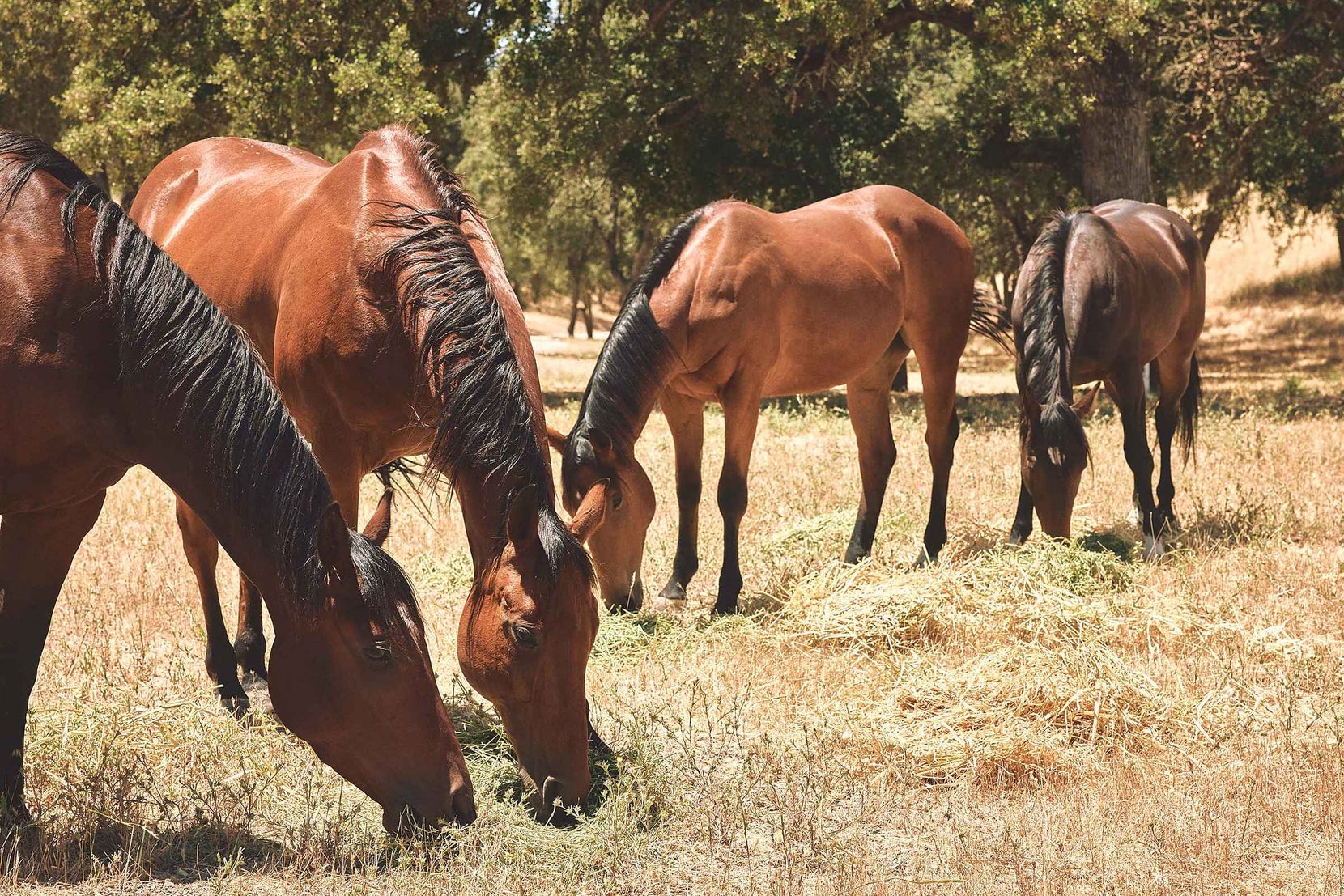 Horse Management Terms Glossary