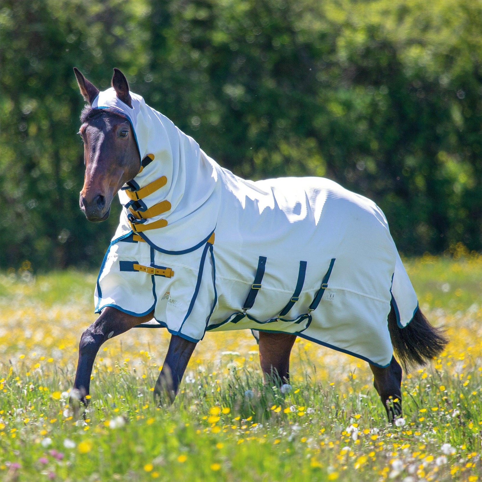 Best Fly Sheets of 2022