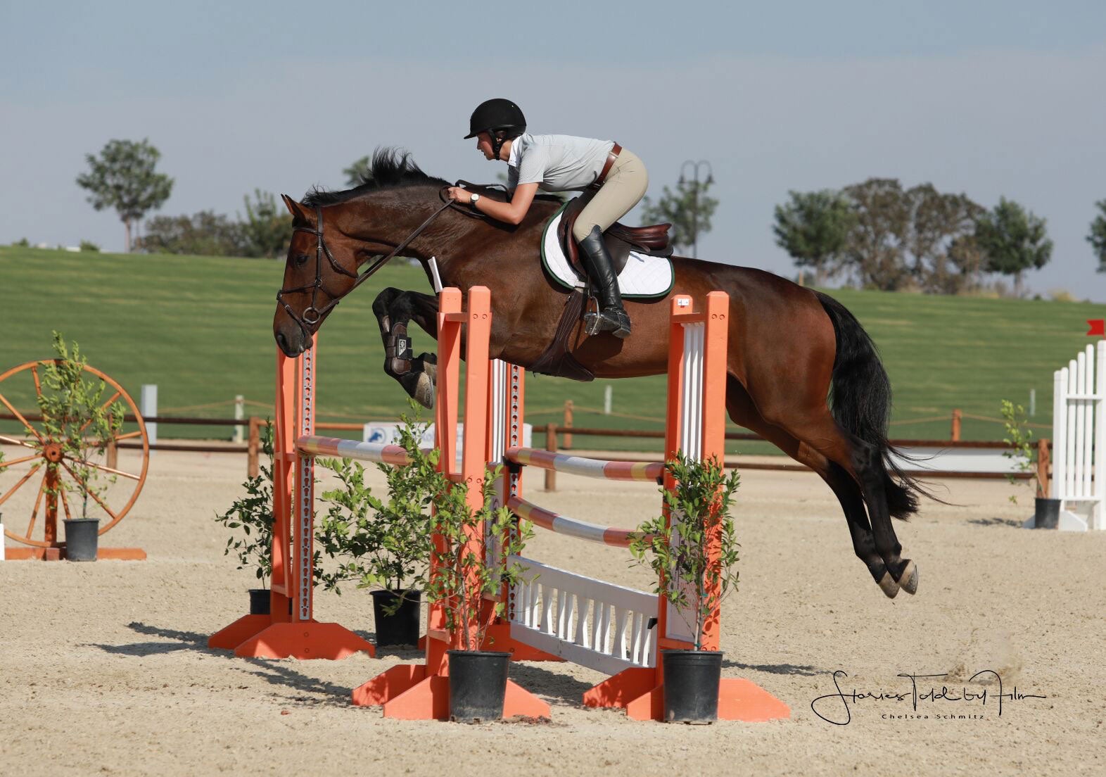 Horse Show Legal Bits