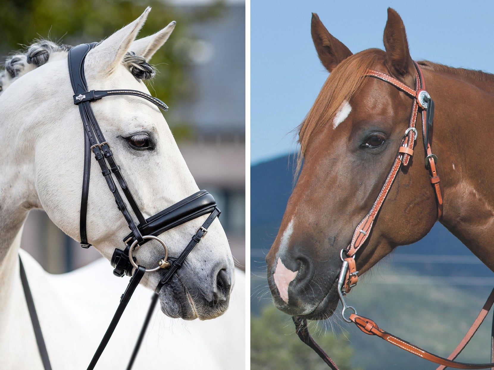 Types of Bit Cheekpieces