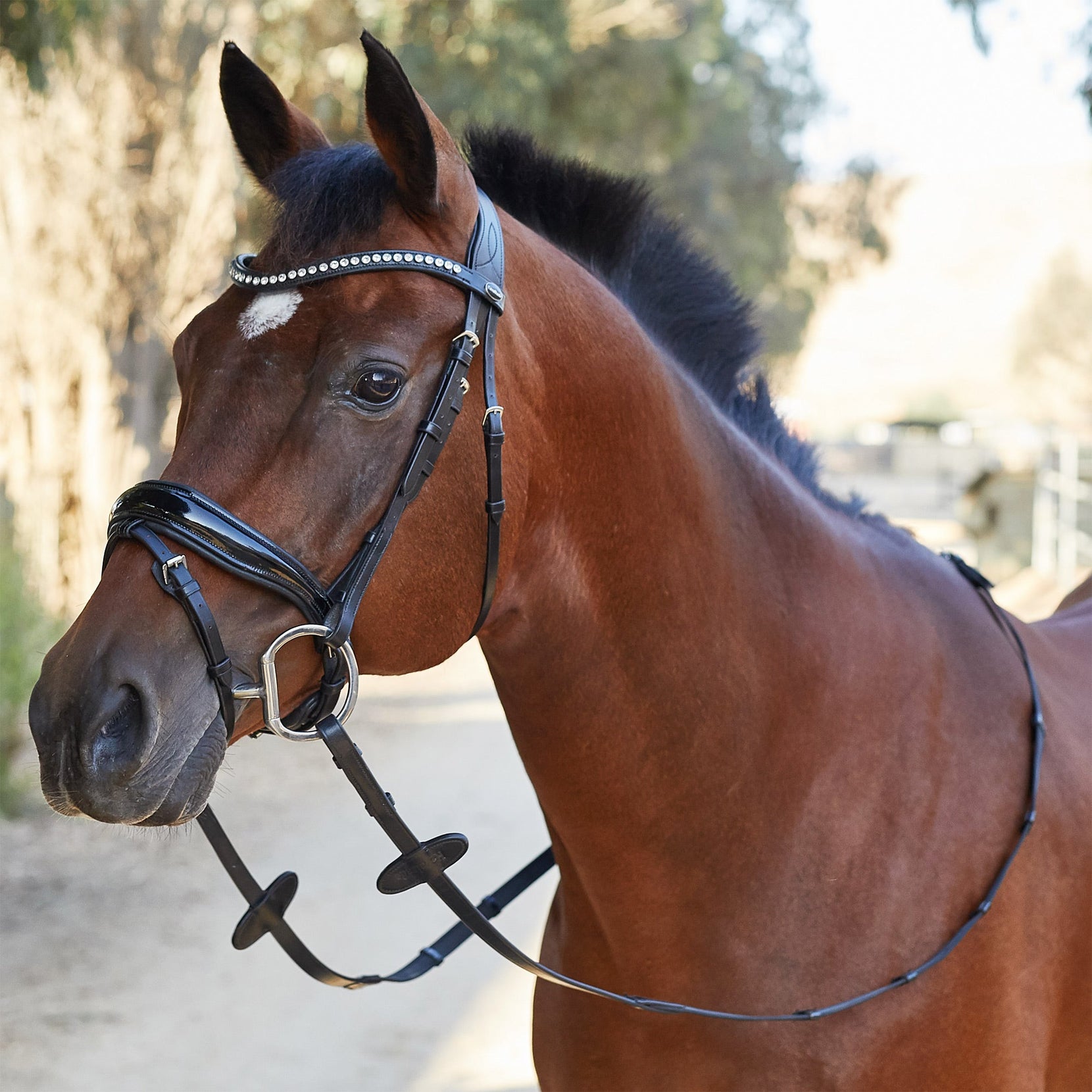 Best English Bridles of 2023