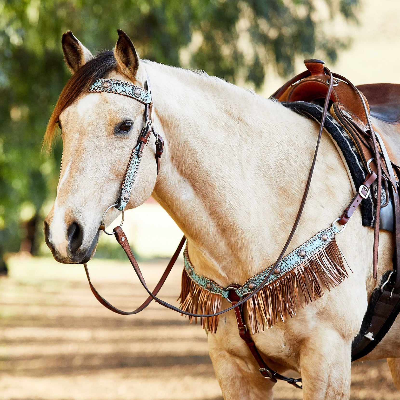 Horse Breeds, Colors, and More