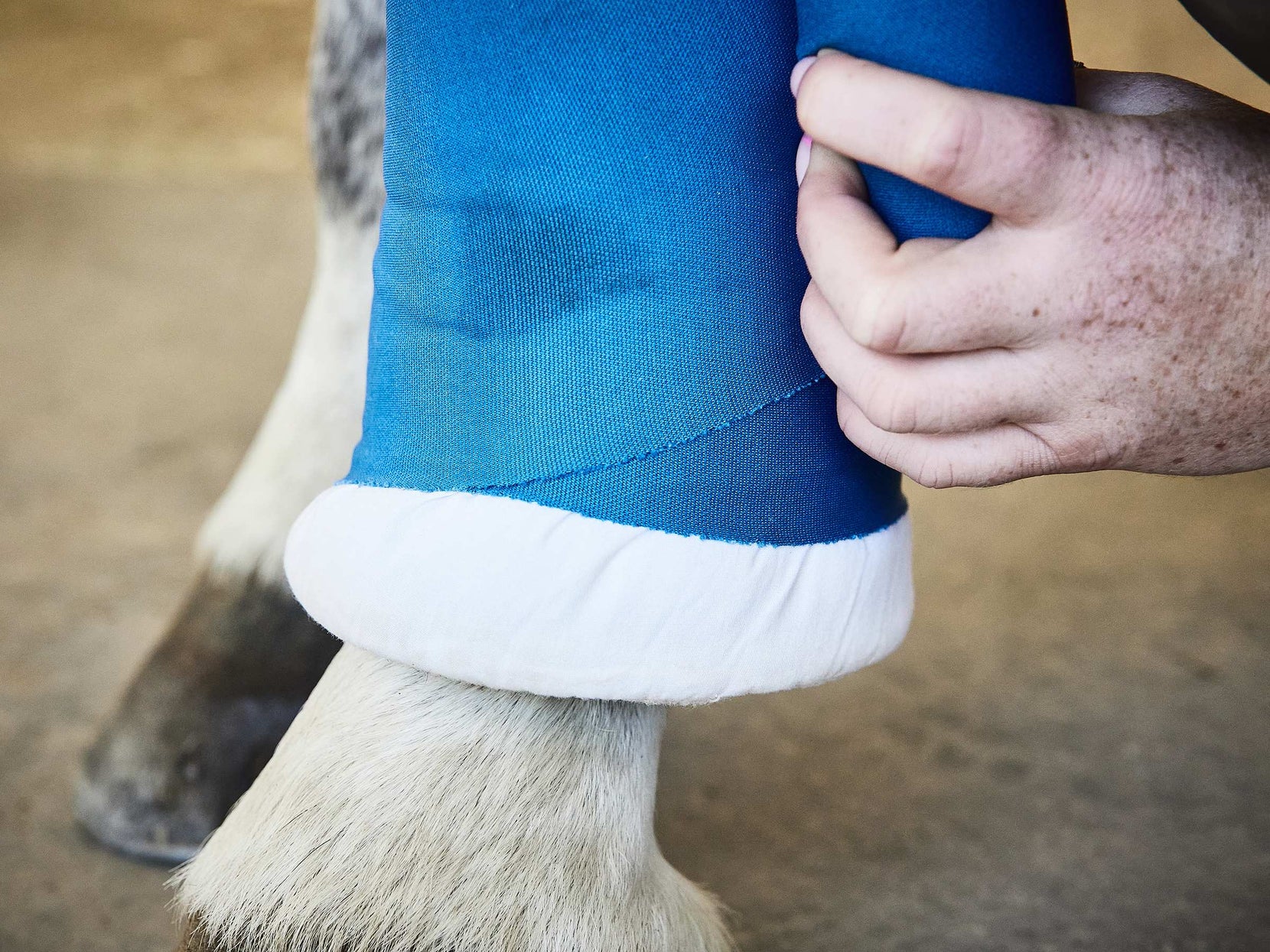 How to Apply Standing Wraps & Poultice a Horse Leg