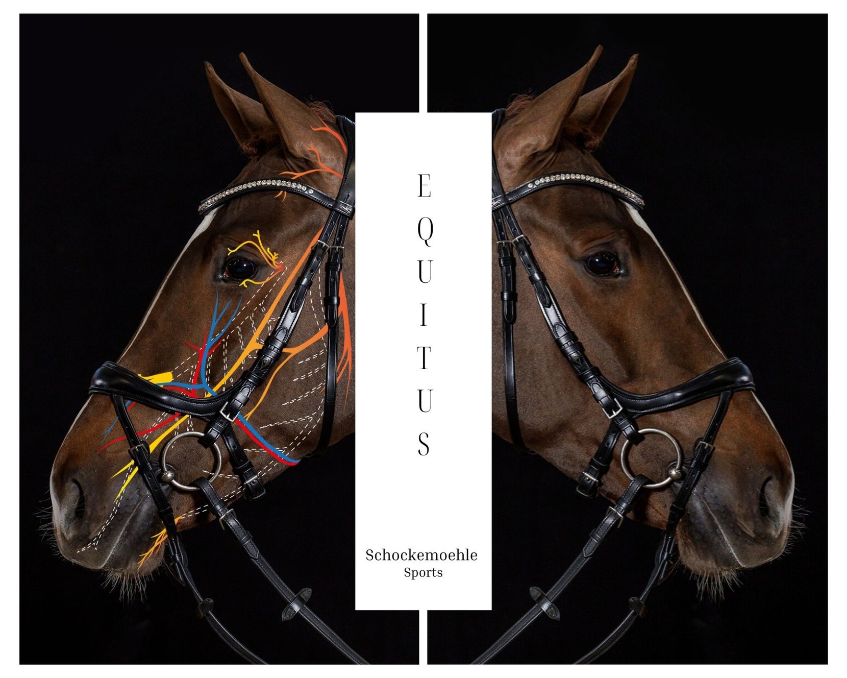 Schockemoehle Anatomic Equitus Bridle Buying Guide