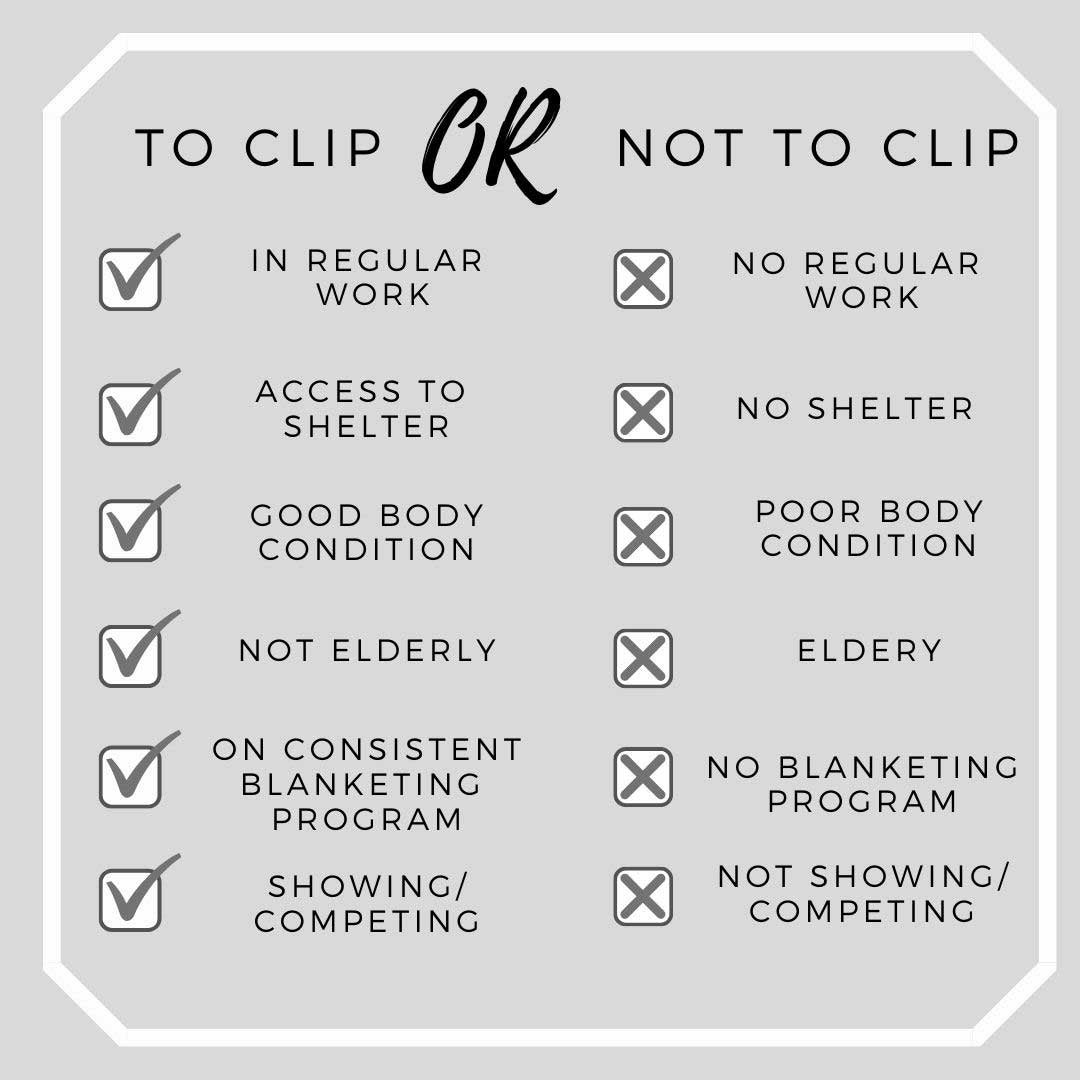 Body Clipping Horses: Clip Patterns & Complete Guide