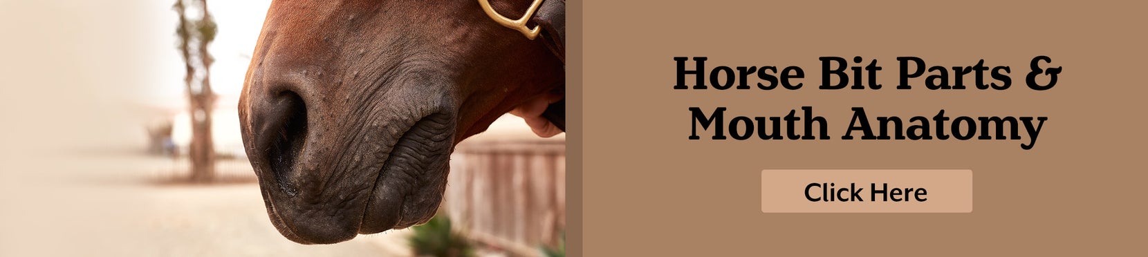 Types of Bit Mouthpieces