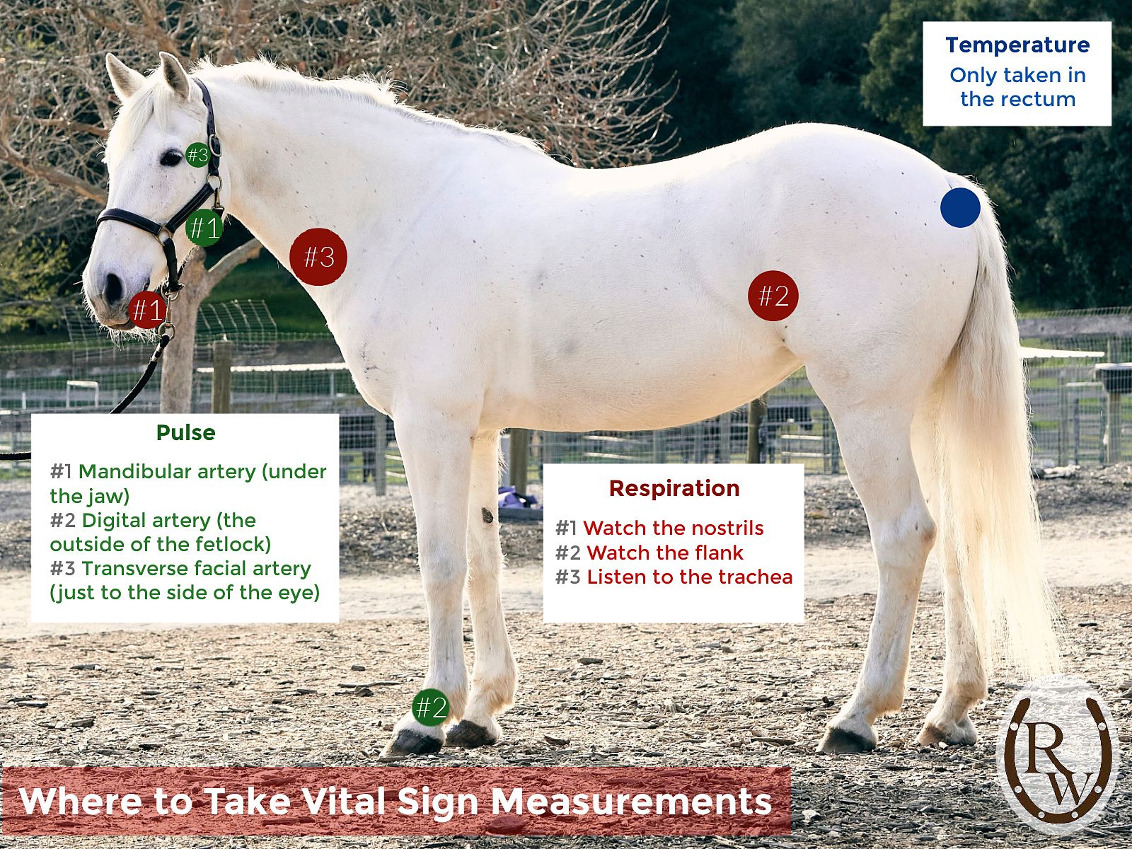 How To Take a Horse's Temperature, Pulse, & Respiration