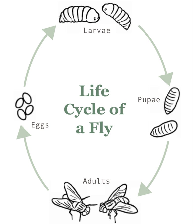 Tips and Tricks for Fighting Flies