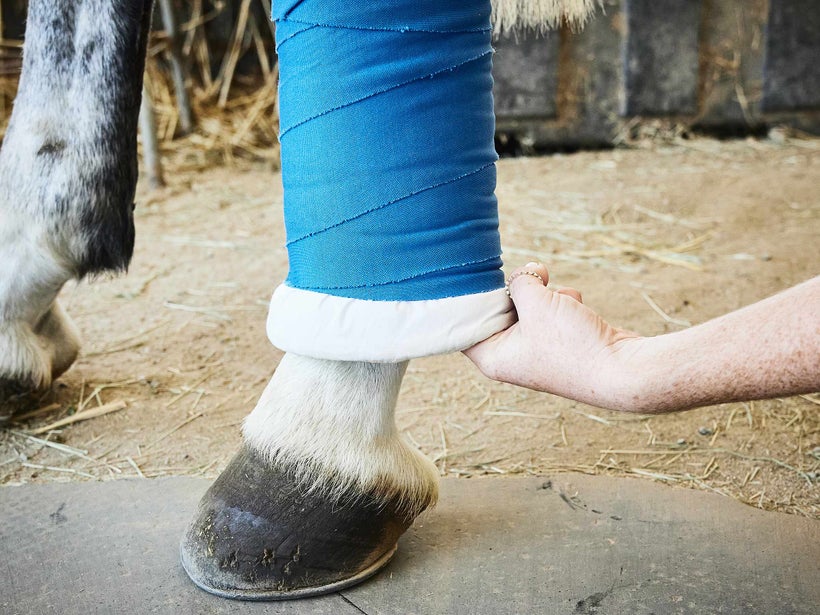 How to Apply Standing Wraps & Poultice a Horse Leg
