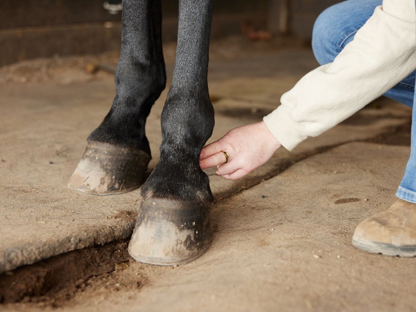 How To Take a Horse's Temperature, Pulse, & Respiration