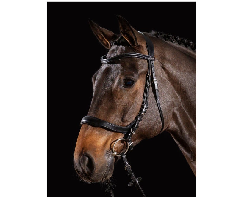 Schockemoehle's Anatomic Bridle Buying Guide