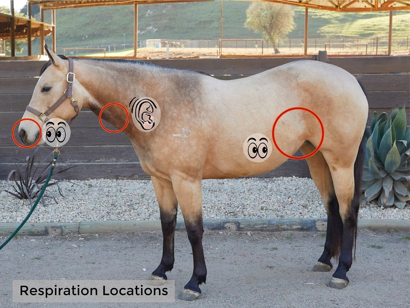 How To Take a Horse's Temperature, Pulse, & Respiration